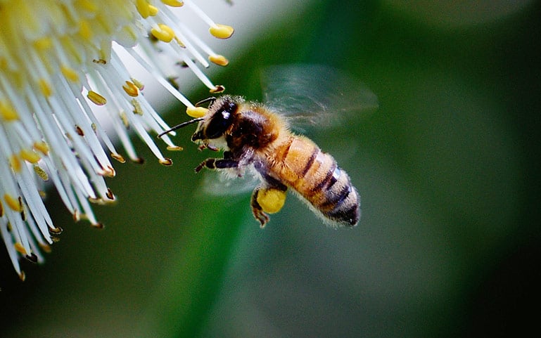 Pollinisation par Abeilles, la clé d'un potager prospère