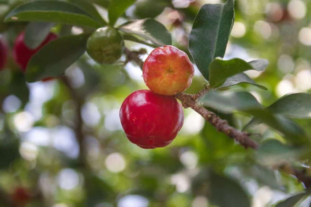 Quels sont les noms de fruits commençant par la lettre A